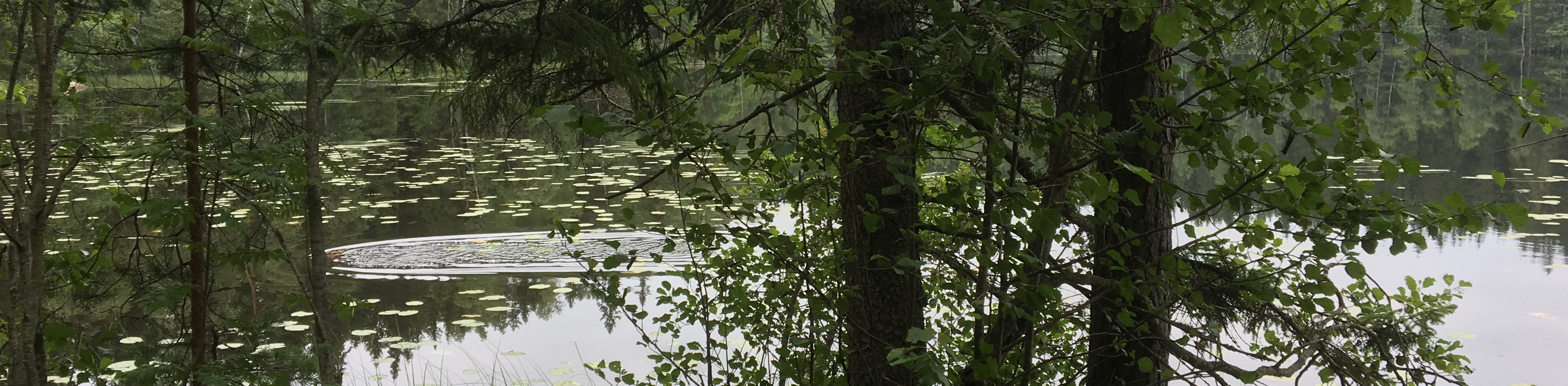 HL00CA53-3002 | Jamk